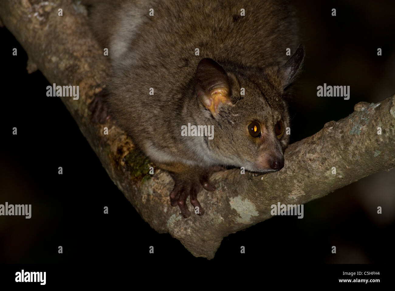 Thick-tailed (greater) galago Stock Photo - Alamy