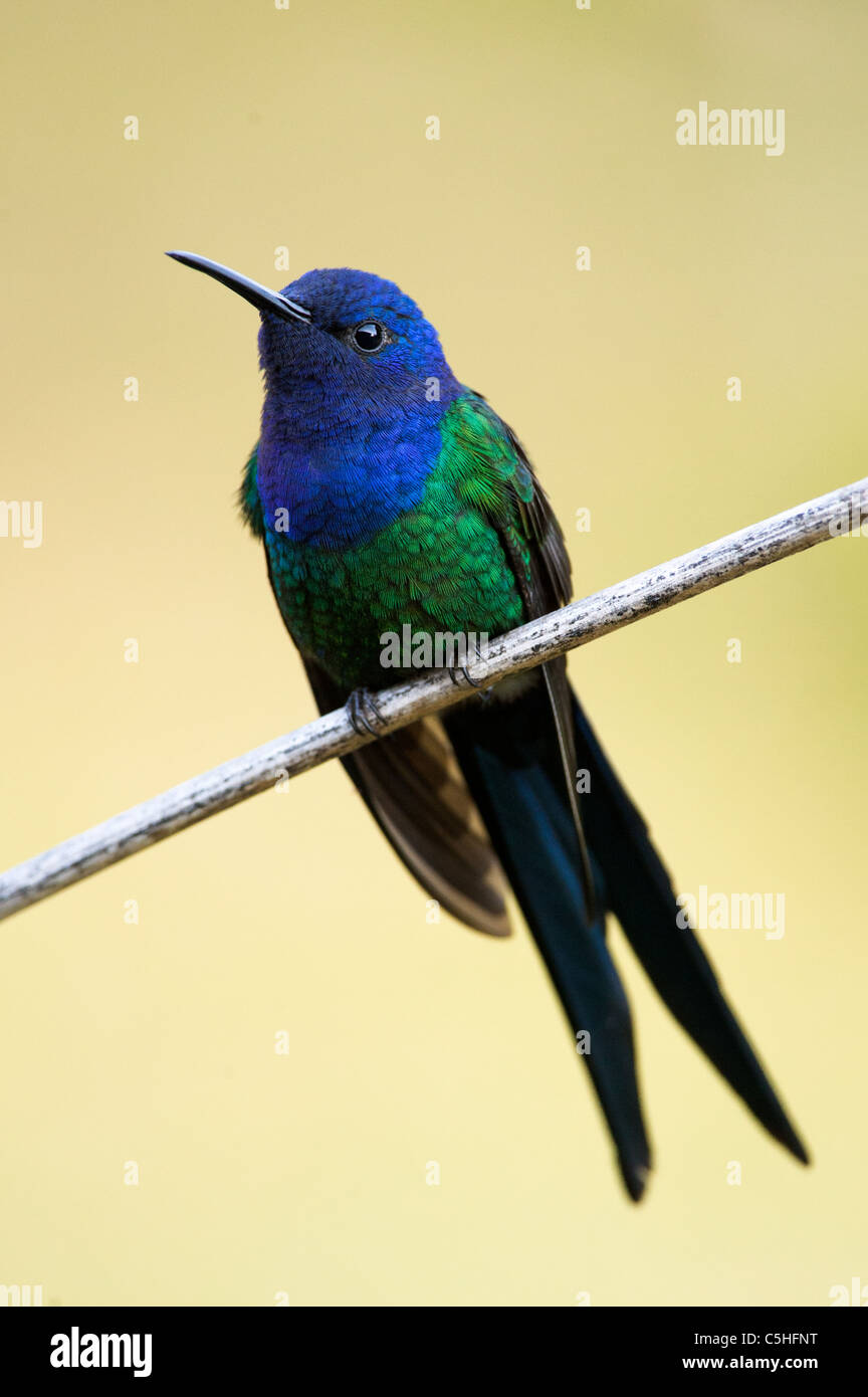Hummingbird hi-res stock photography and images - Alamy