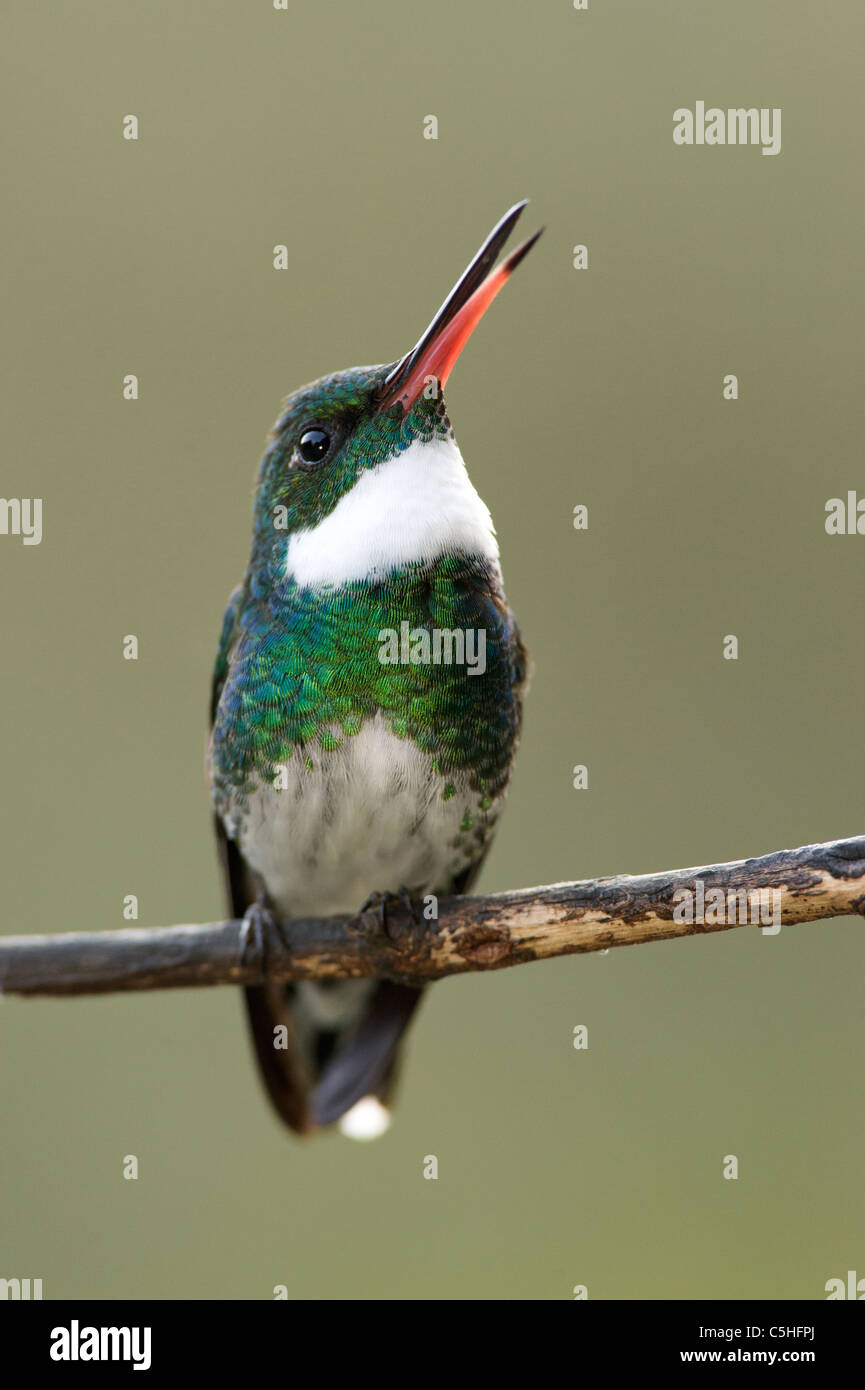 White-throated Hummingbird singing Stock Photo - Alamy