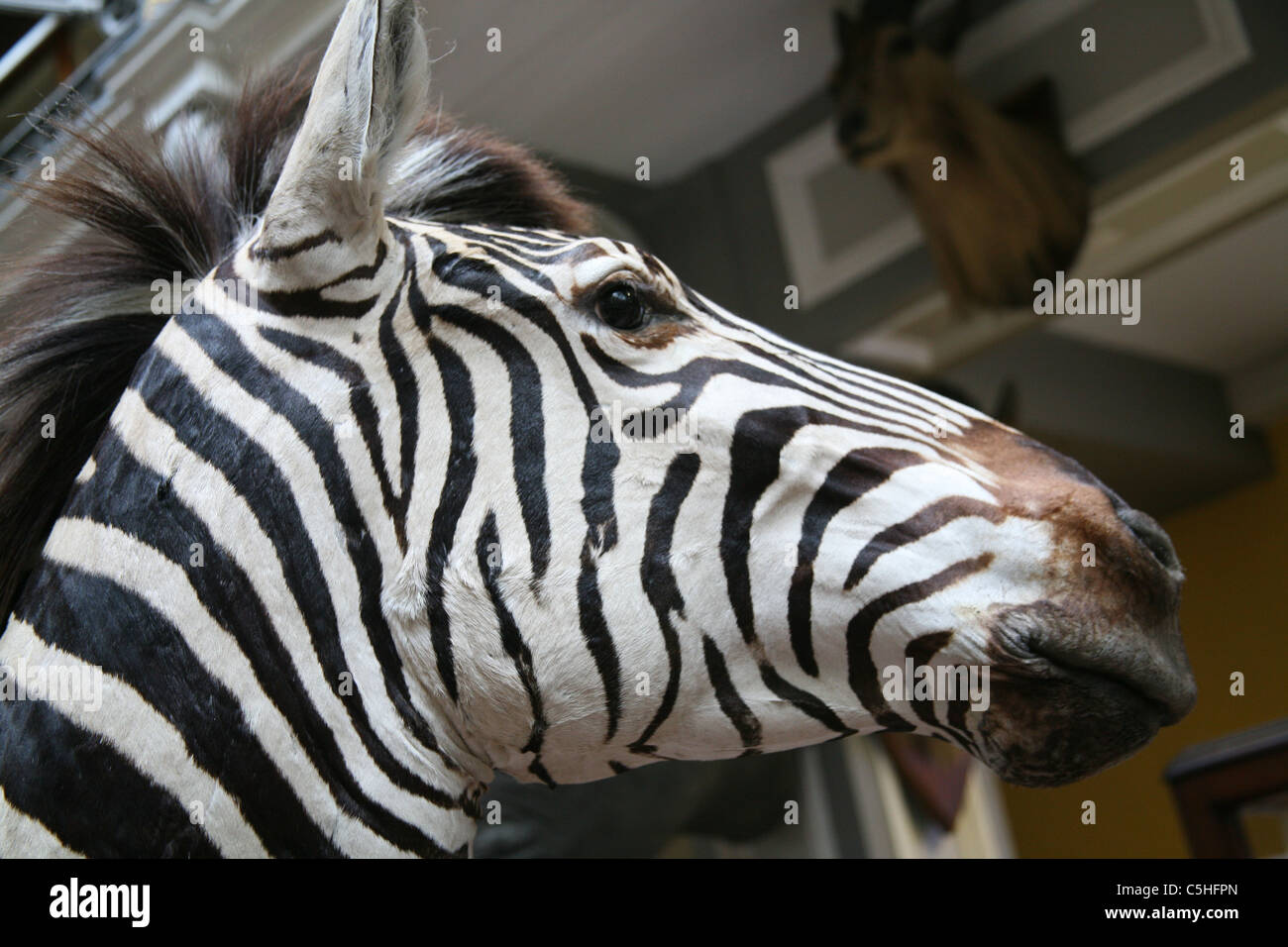 Stuffed zebera in a museum in Dublin Stock Photo - Alamy