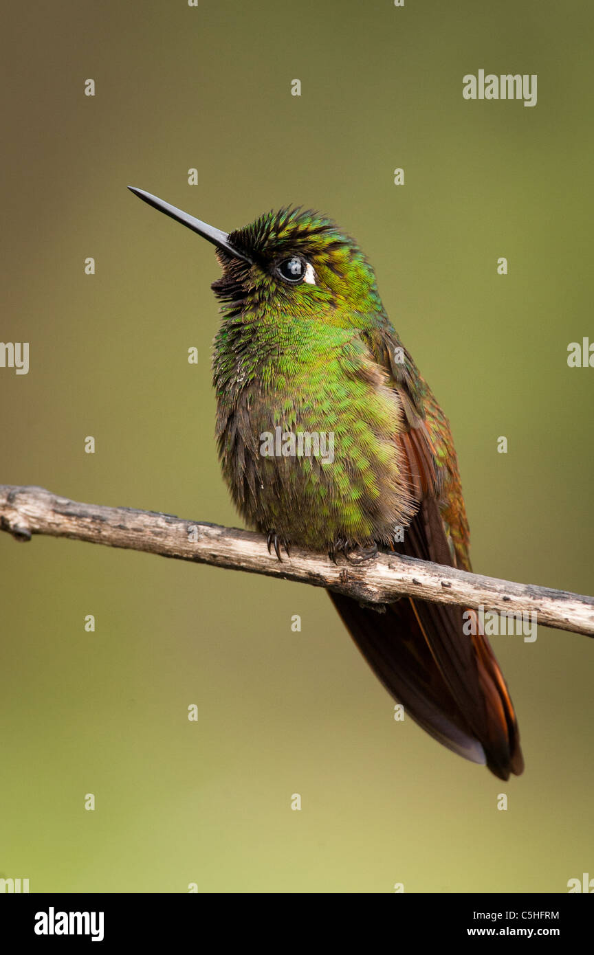 A male Brazilian Ruby Stock Photo - Alamy