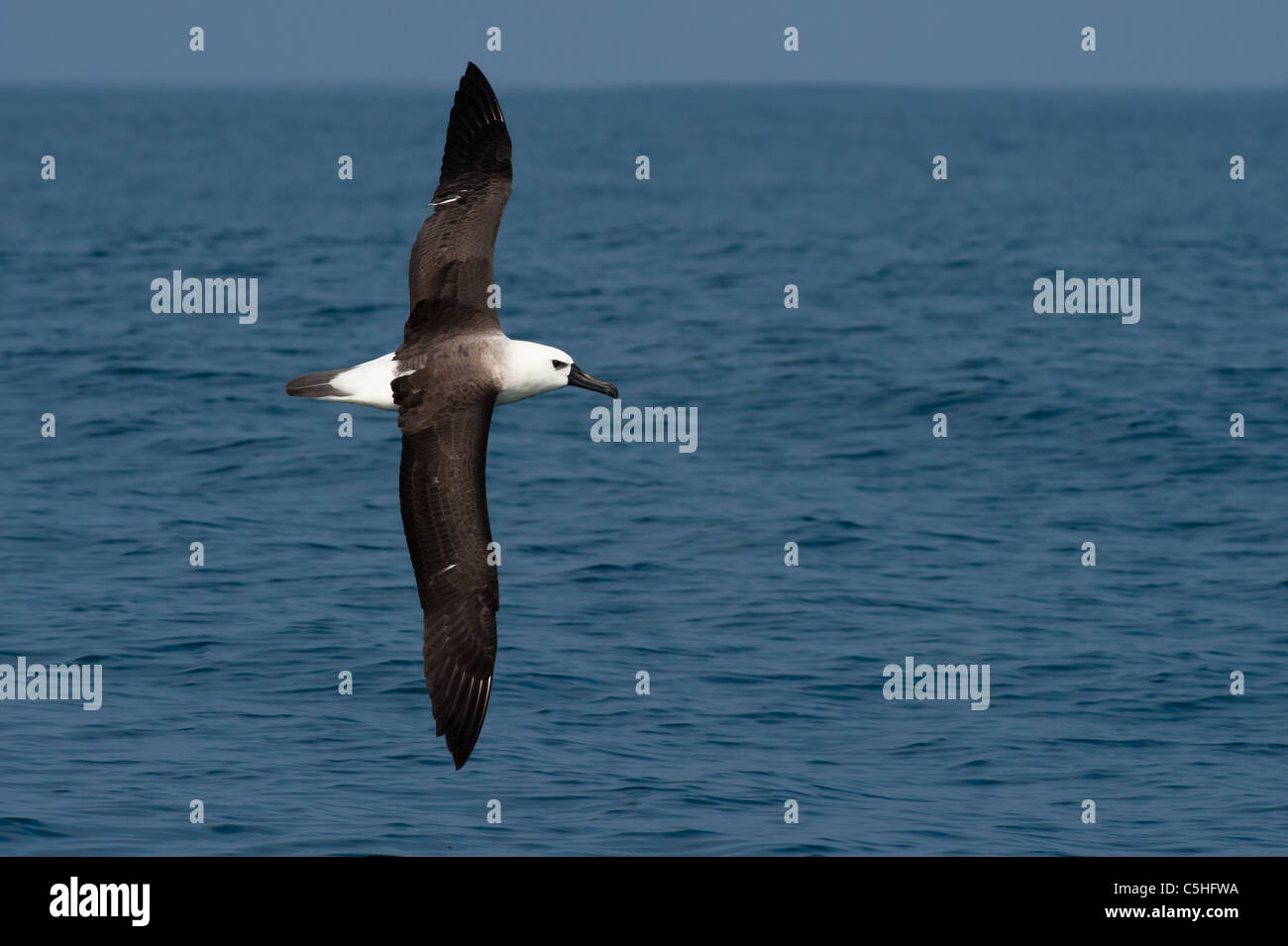 Atlantic Yellow-nosed Albatross flying Stock Photo - Alamy