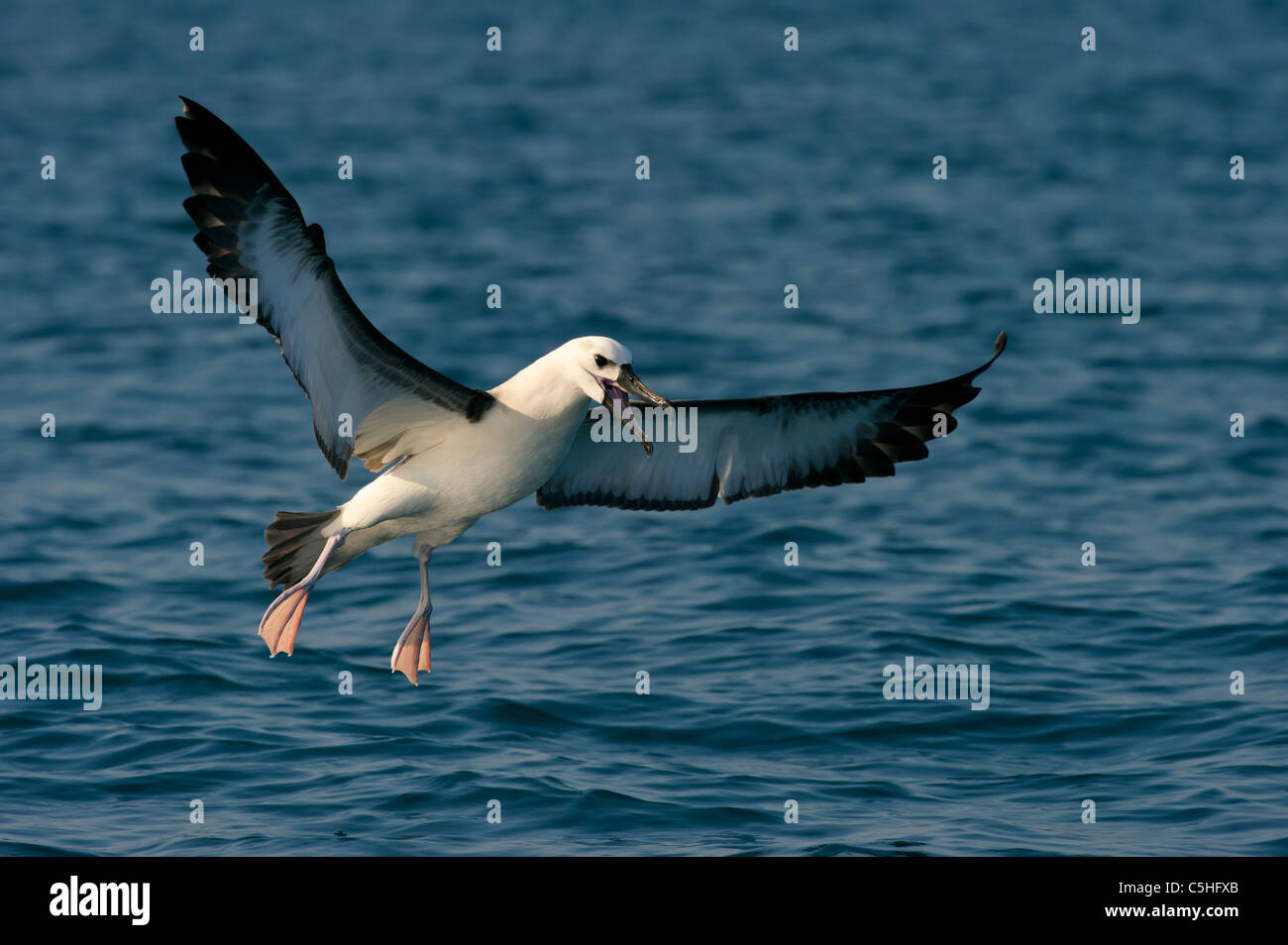 Atlantic Yellow-nosed Albatross landing Stock Photo - Alamy