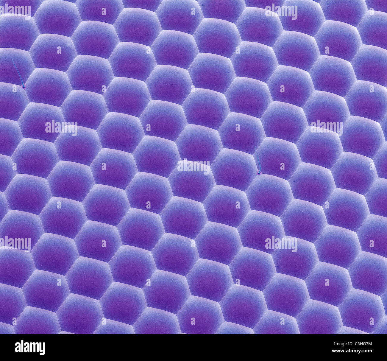 Compound Eye Sem High Resolution Stock Photography and Images - Alamy