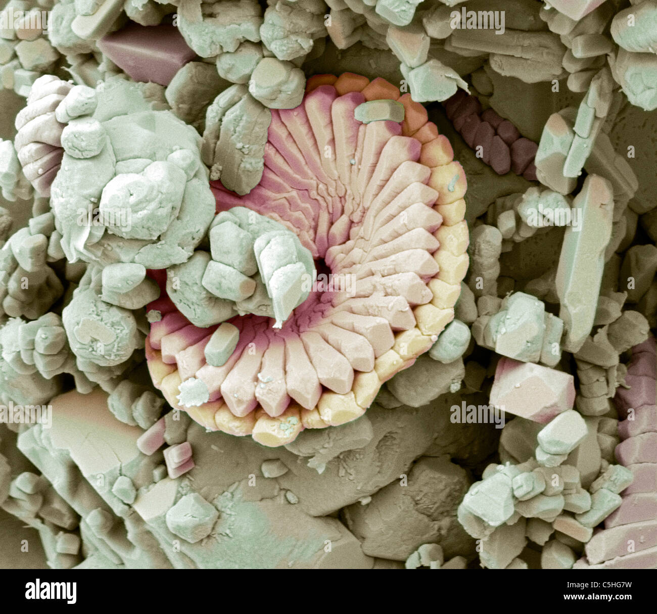Fossil debris in chalk, SEM Stock Photo - Alamy