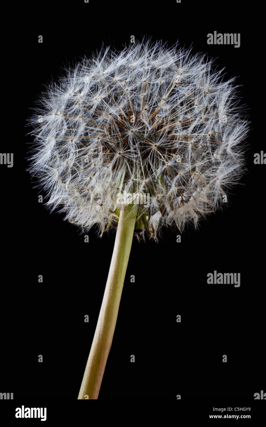 Full head dandelion against black background Stock Photo - Alamy