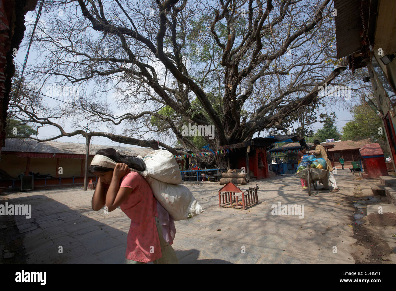 Pipal tree hi-res stock photography and images - Alamy