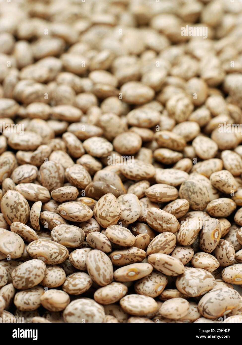 Dried foodstuff plant hi-res stock photography and images - Alamy