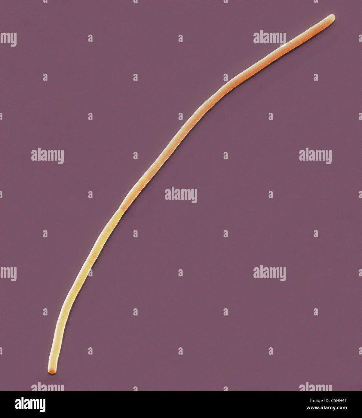 Rod-shaped bacterium, SEM Stock Photo - Alamy