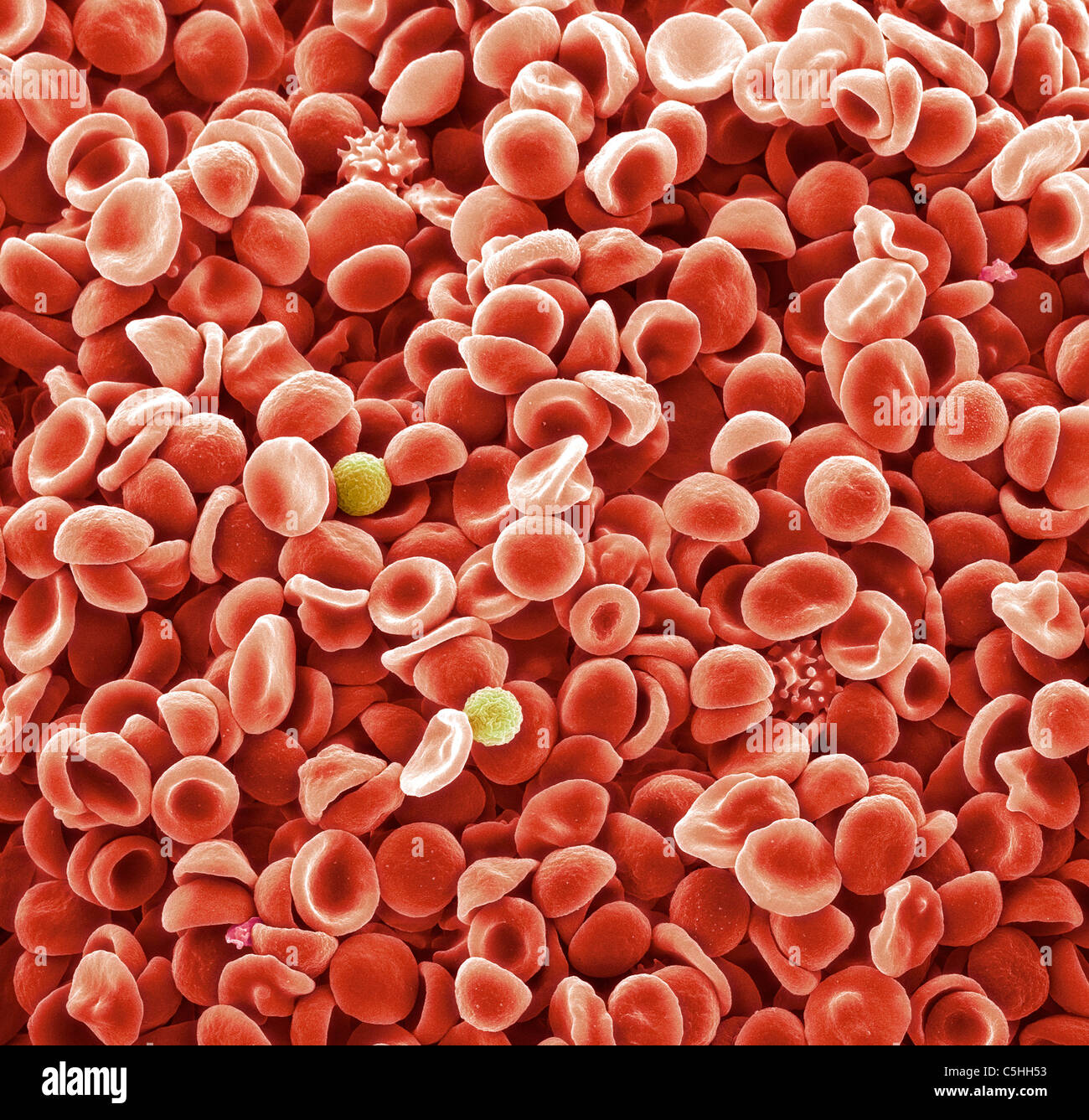 Human blood cells, SEM Stock Photo - Alamy