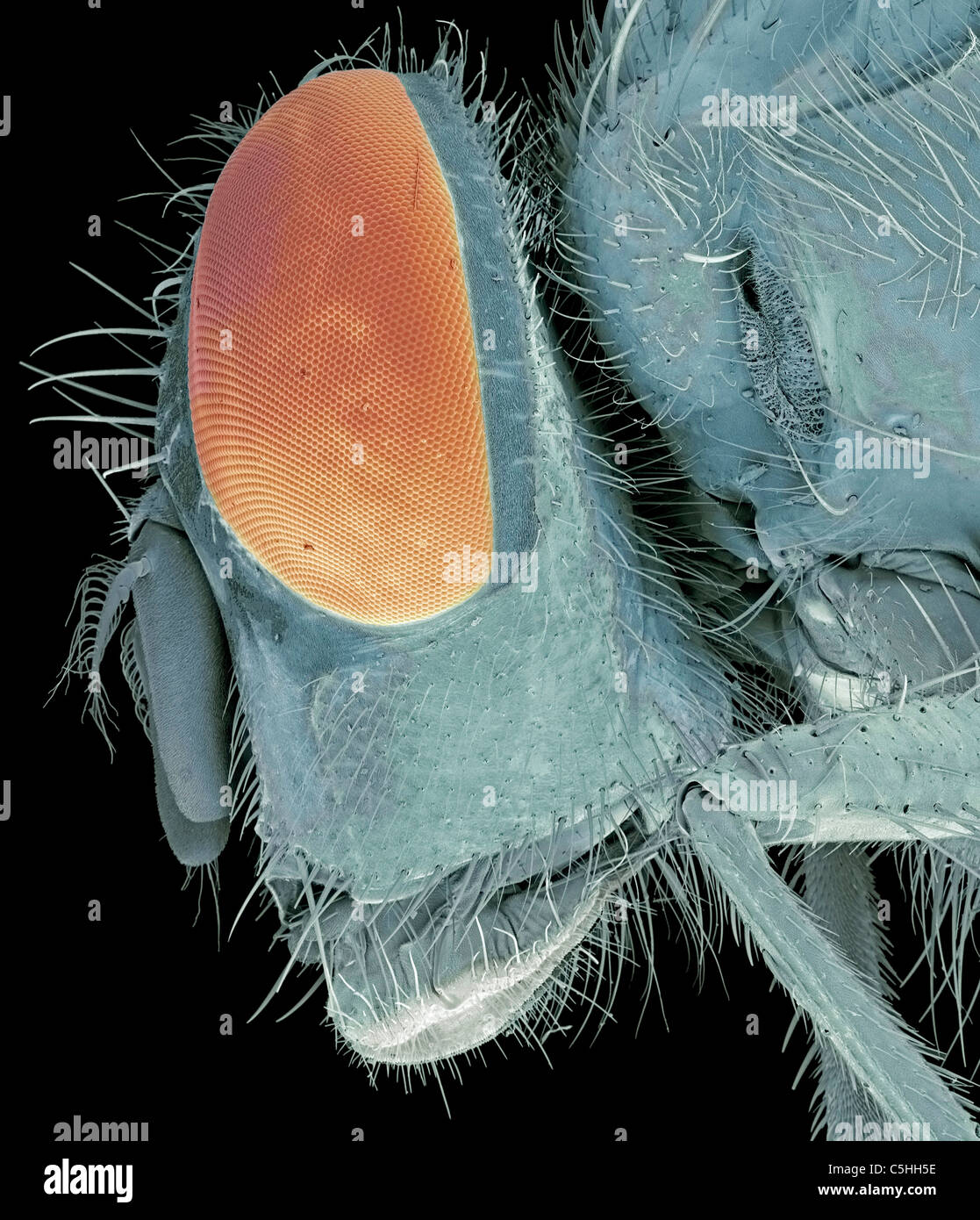 Fly eye sem hi-res stock photography and images - Alamy