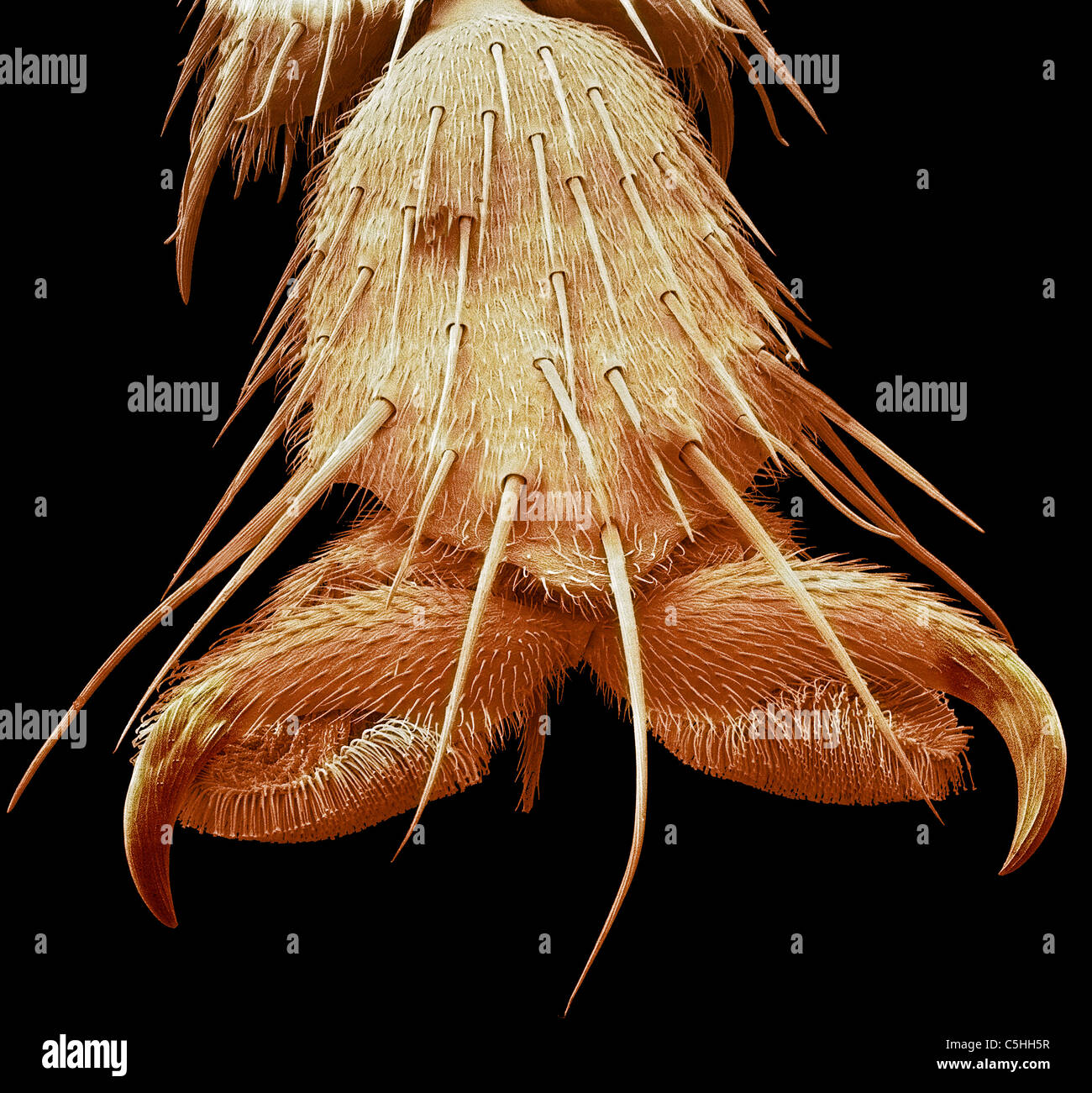 Winged foot hi-res stock photography and images - Alamy