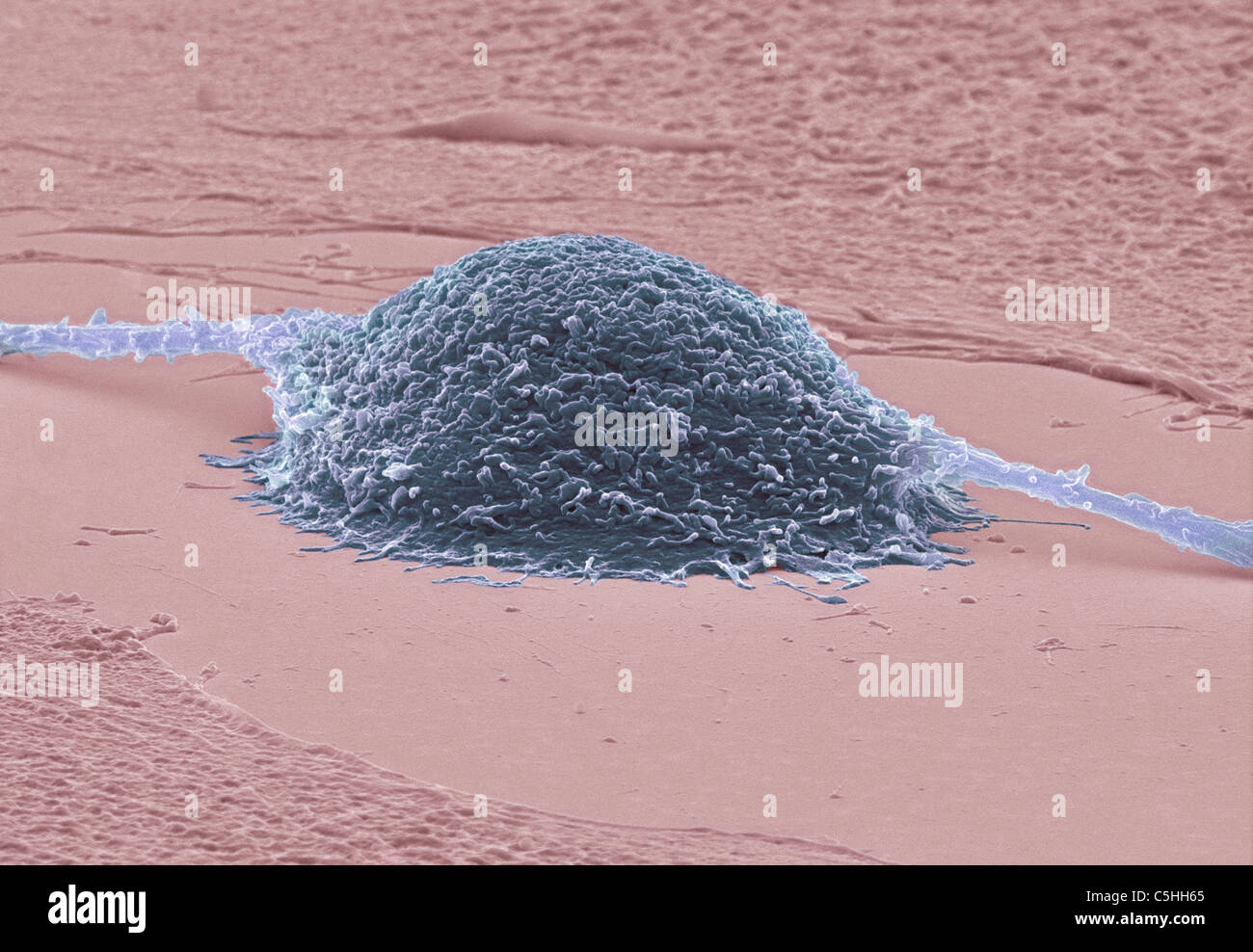 Human cell division sem hi-res stock photography and images - Alamy