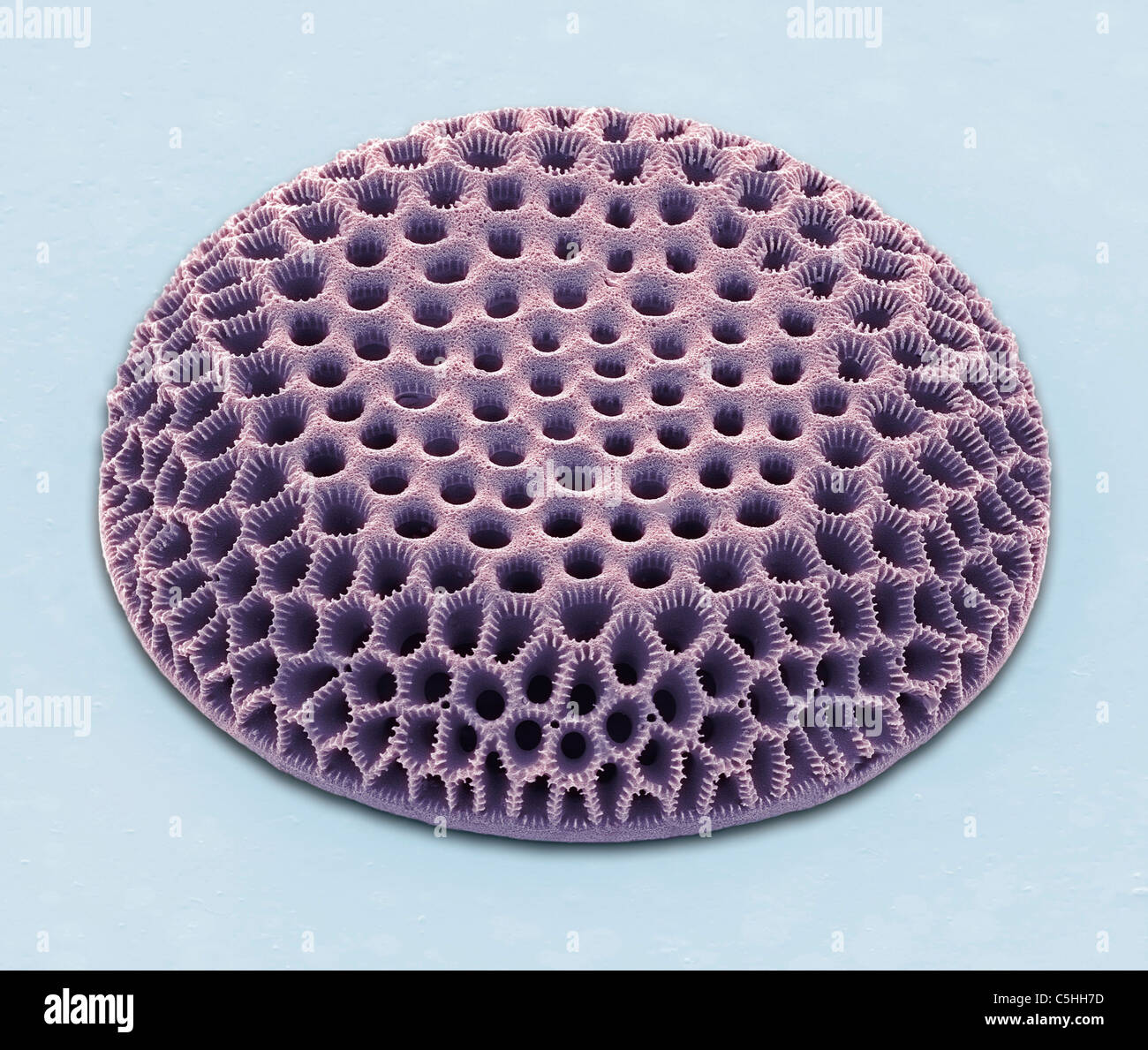 Sem of plant cell hi-res stock photography and images - Alamy