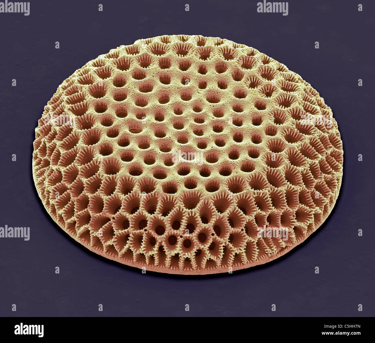 Sem of plant cell hi-res stock photography and images - Alamy