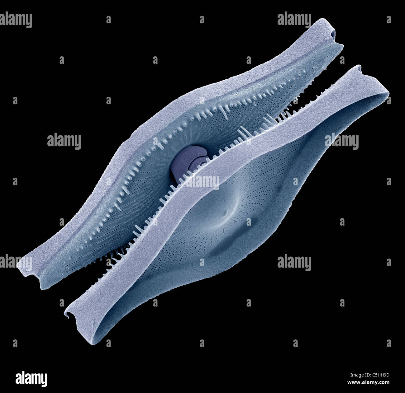 Diatom sem hi-res stock photography and images - Alamy