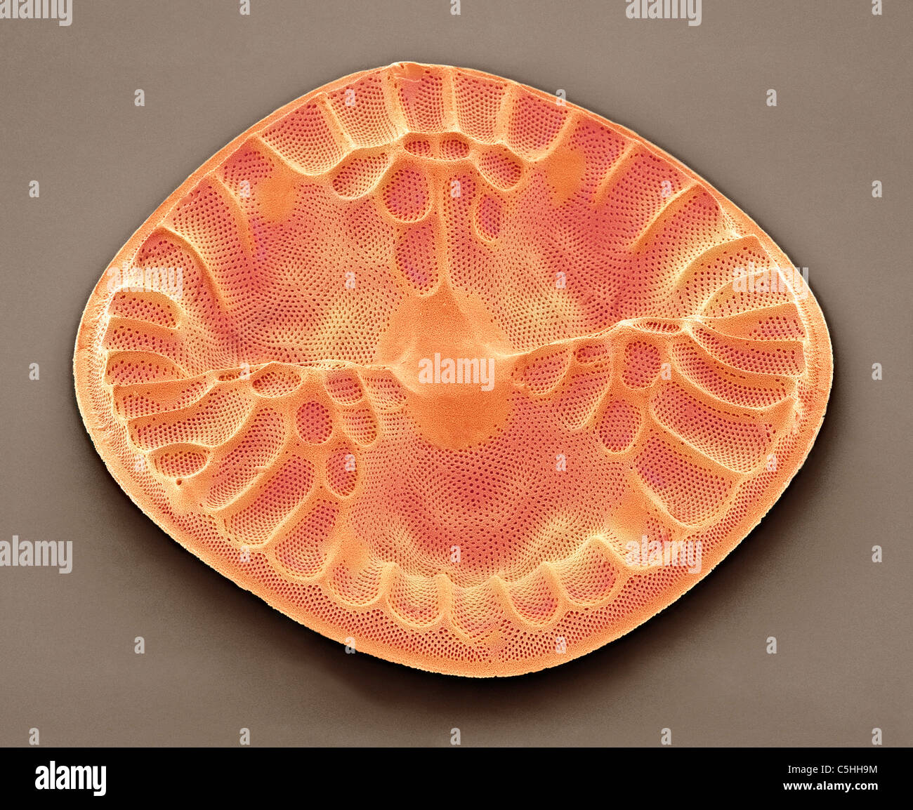 Diatom sem scale hi-res stock photography and images - Alamy