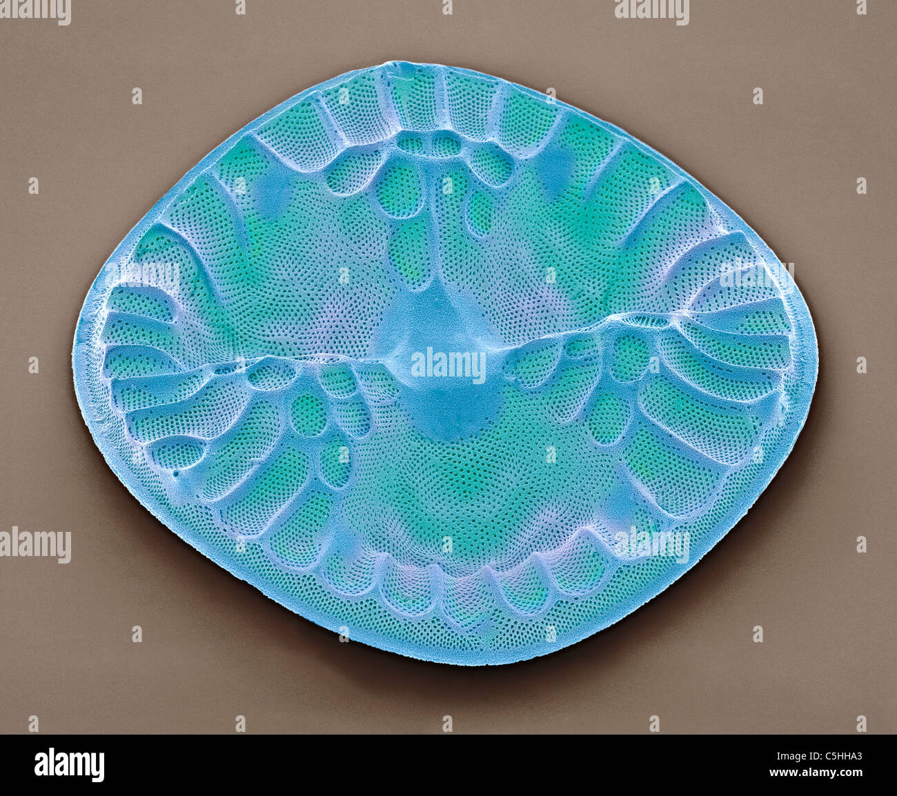 Diatom sem scale hi-res stock photography and images - Alamy