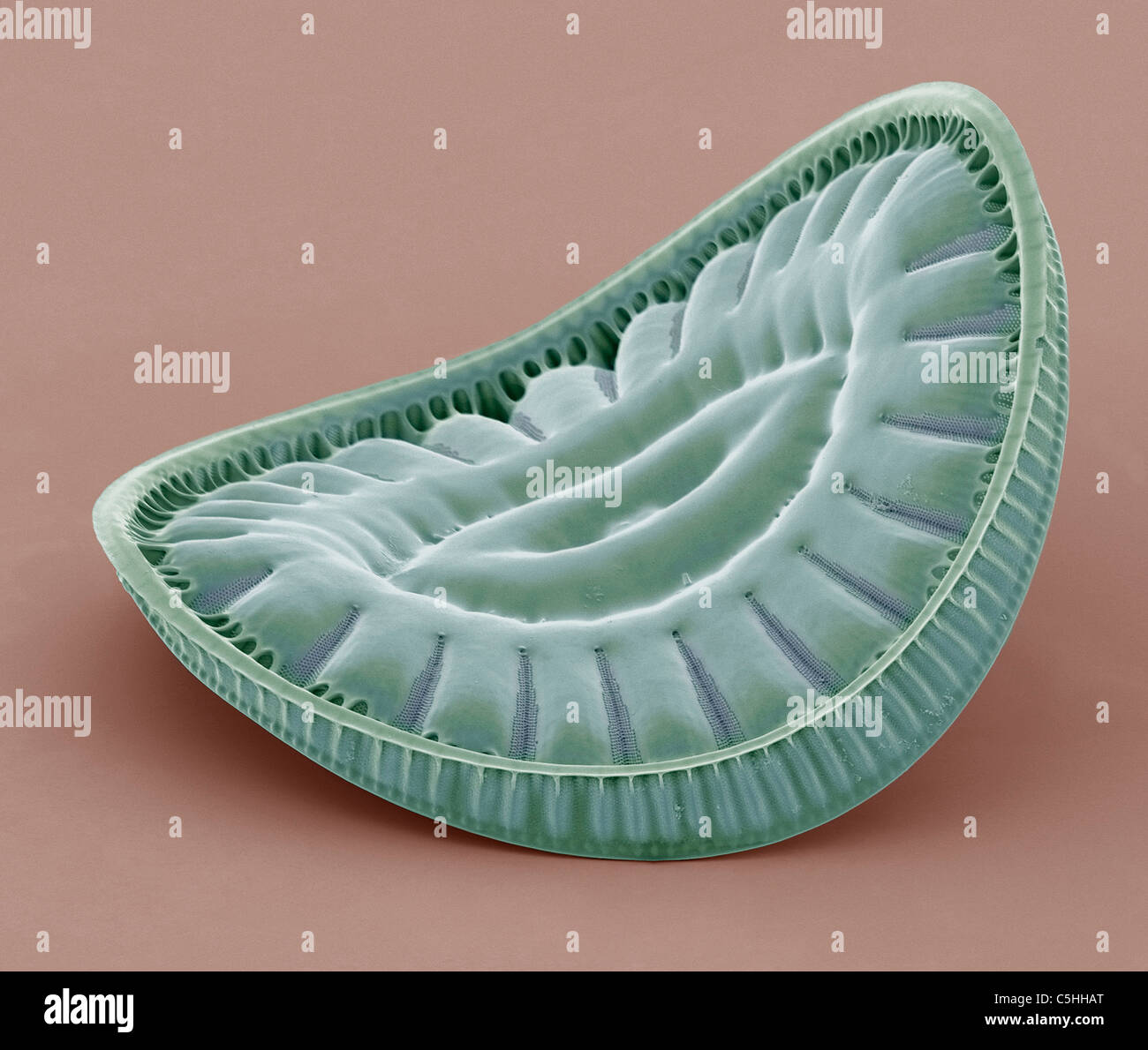 Diatom sem hi-res stock photography and images - Alamy