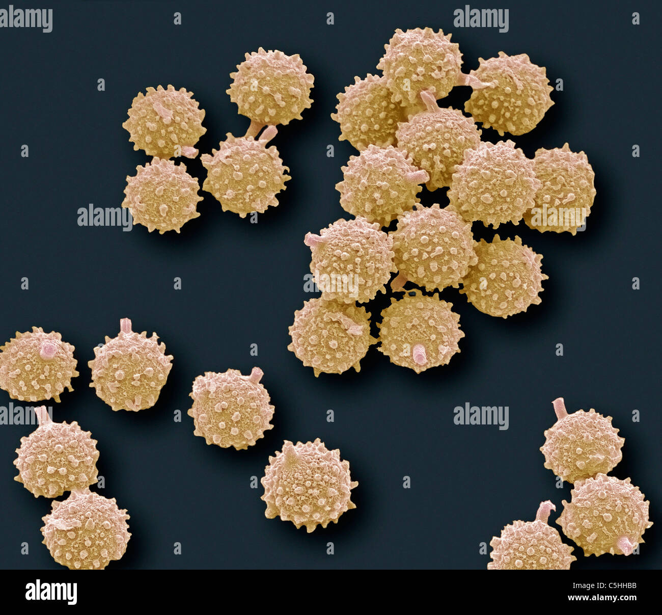 Puffball fungus spores, SEM Stock Photo - Alamy
