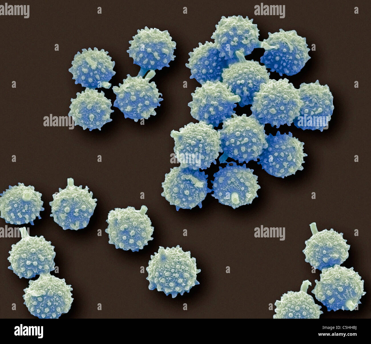 Puffball fungus spores, SEM Stock Photo - Alamy