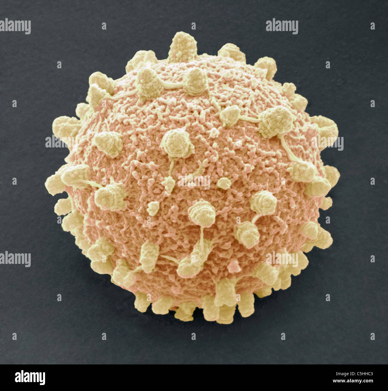 Puffball fungus spore, SEM Stock Photo - Alamy