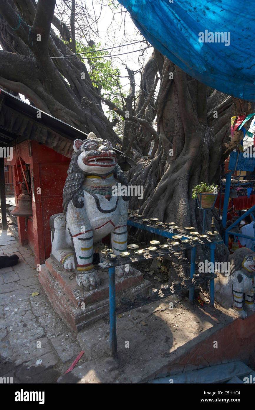 Pipal image hi-res stock photography and images - Alamy