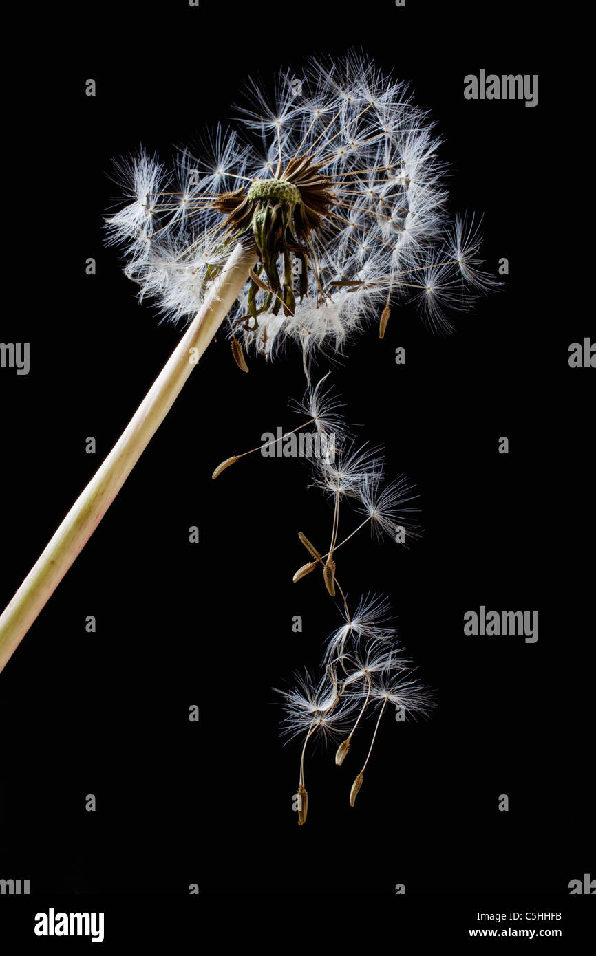 Wind blown flower seeds hi-res stock photography and images - Alamy