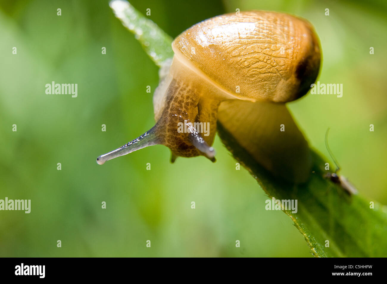 Garden scroll snail hi-res stock photography and images - Alamy
