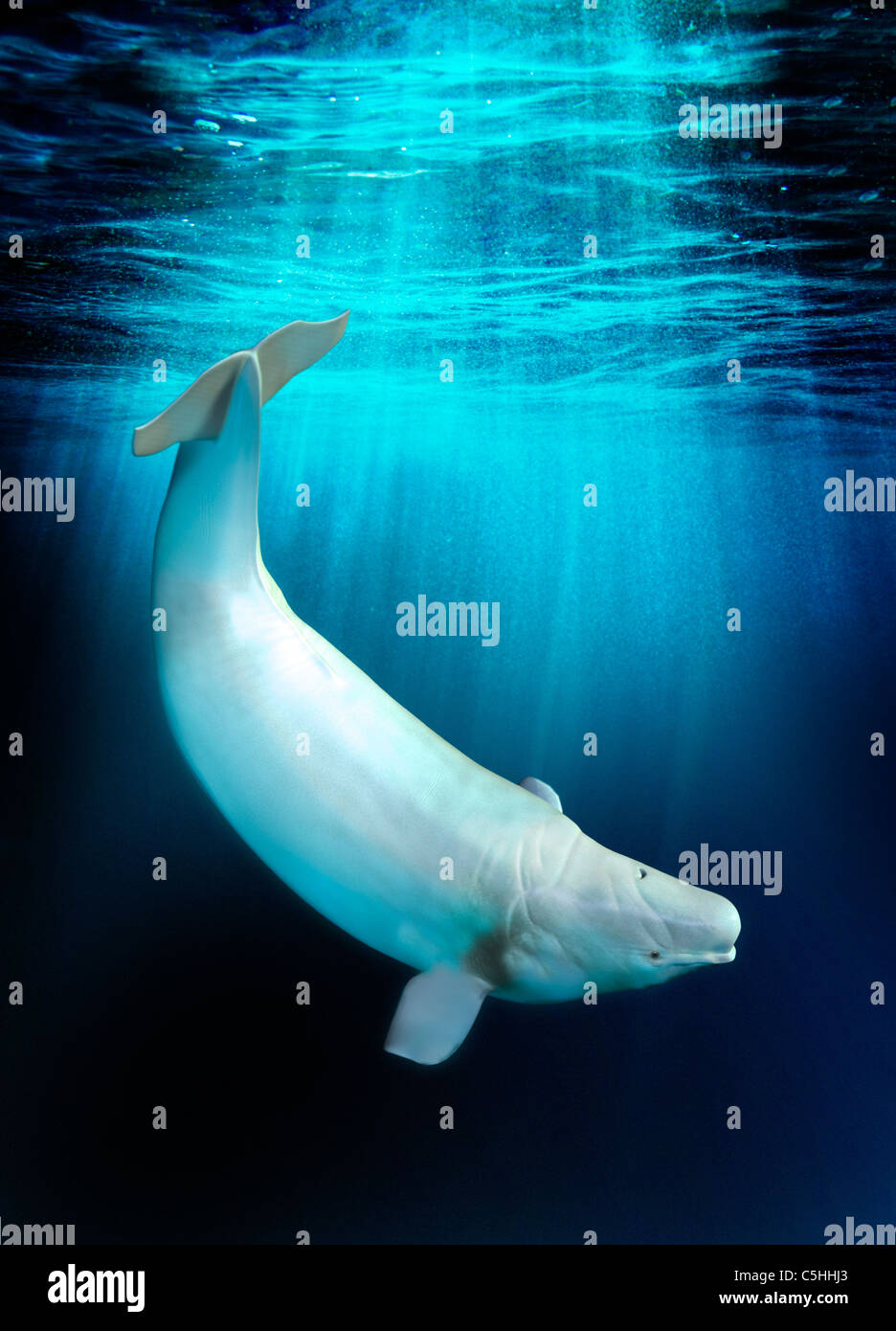 Beluga whale, artwork Stock Photo - Alamy