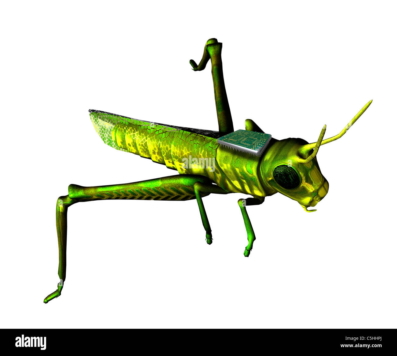 Agile insects hi-res stock photography and images - Alamy
