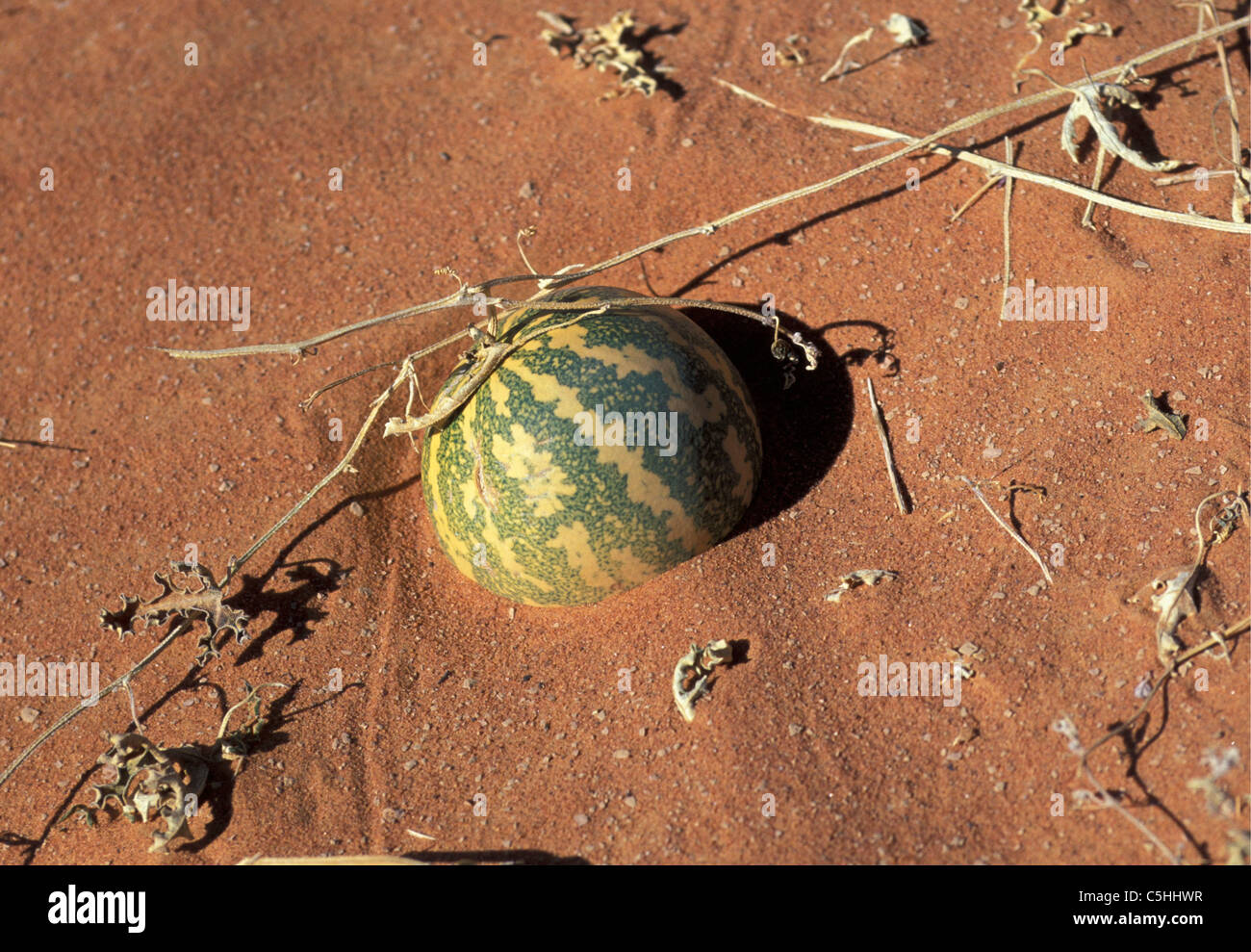 Algeria. near Djanet. Sahara desert. Fruit of plant Stock Photo - Alamy