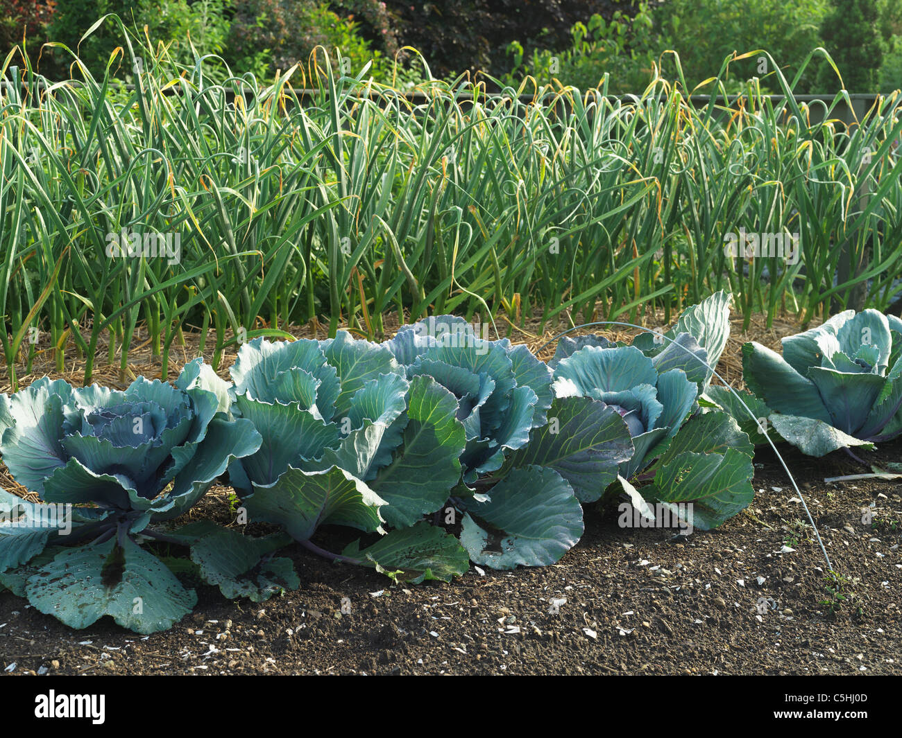 Cabbages in Vegetable Garden Stock Photo - Alamy