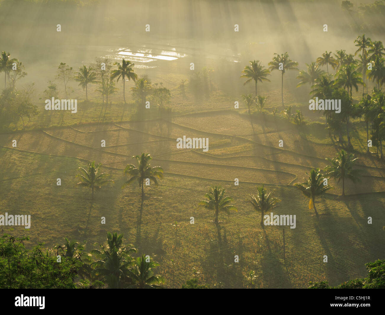 Rice field in the morning sun rays near Chocolate Hills, Bohol Stock ...