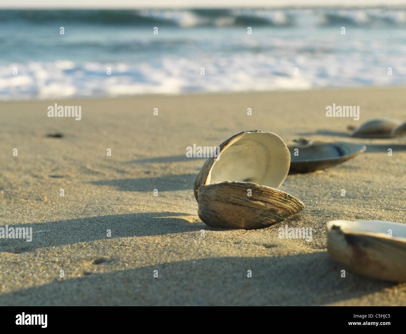 clam shel on beach by sea Stock Photo - Alamy