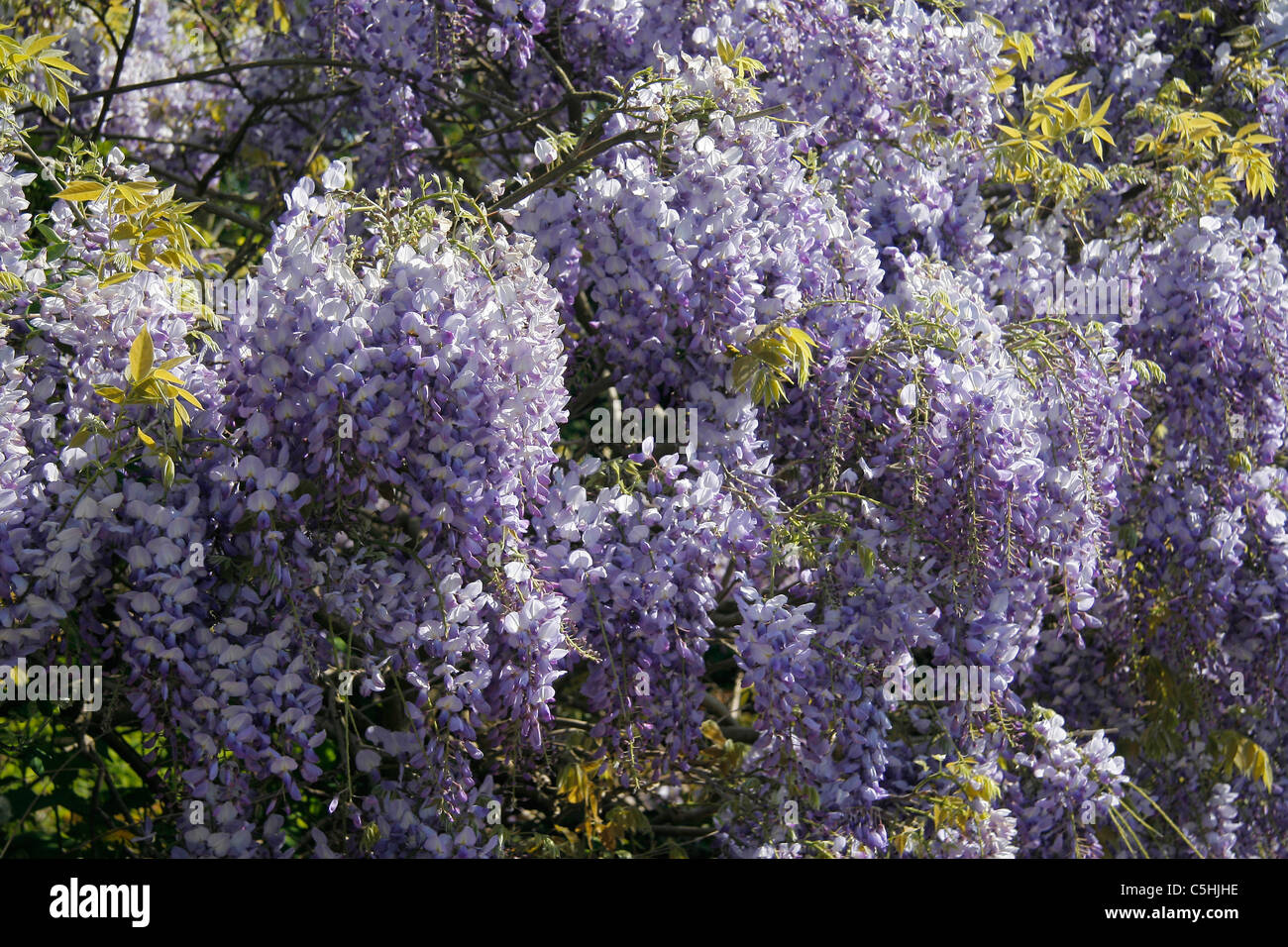 Wisteria Wisteria Sp High Resolution Stock Photography and Images - Alamy