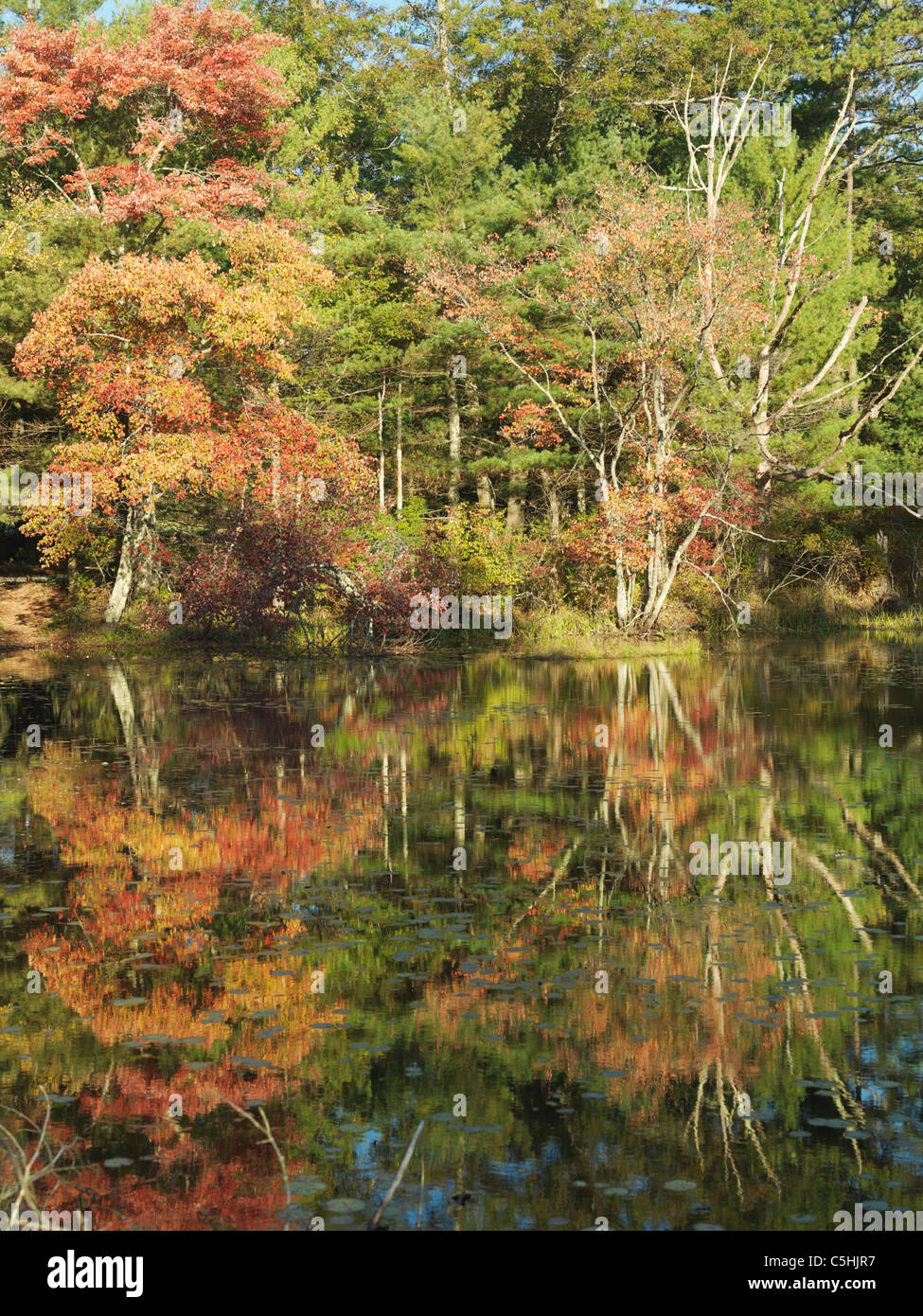 trees reflected in water Stock Photo - Alamy