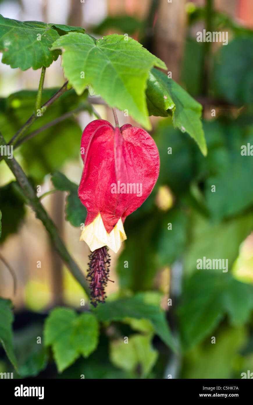 Abutilon megapotamicum grandiflora (Trailing Abutilon Stock Photo - Alamy