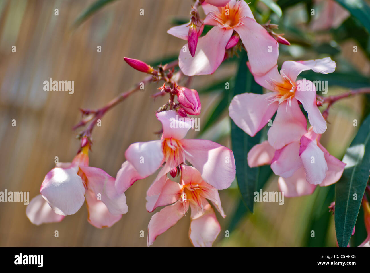 Nerium oleander "Petite Peach", evergreen flowering shrub Stock Photo ...