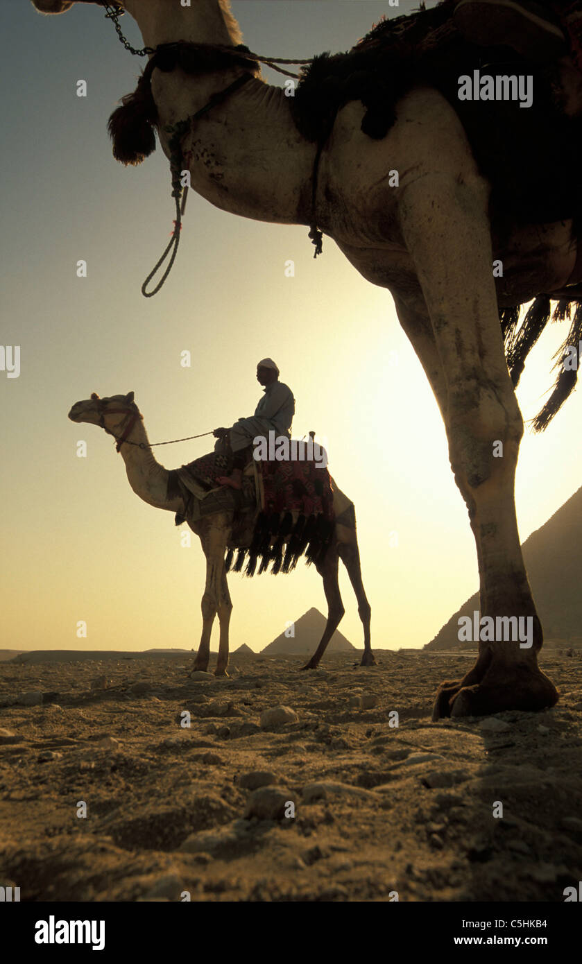 Egypt, Giza, near Cairo. Pyramids. Camel drivers Stock Photo - Alamy