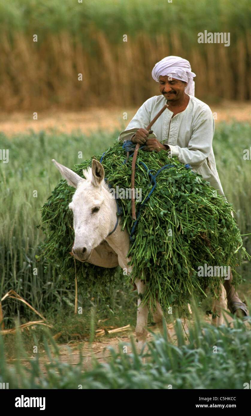 Egypt, Luxor/ Nile river. West Bank. Farmer collecting fodder for his ...