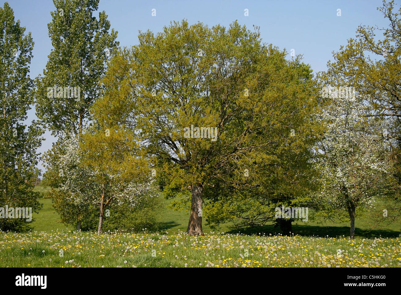 Oak apple tree hi-res stock photography and images - Alamy