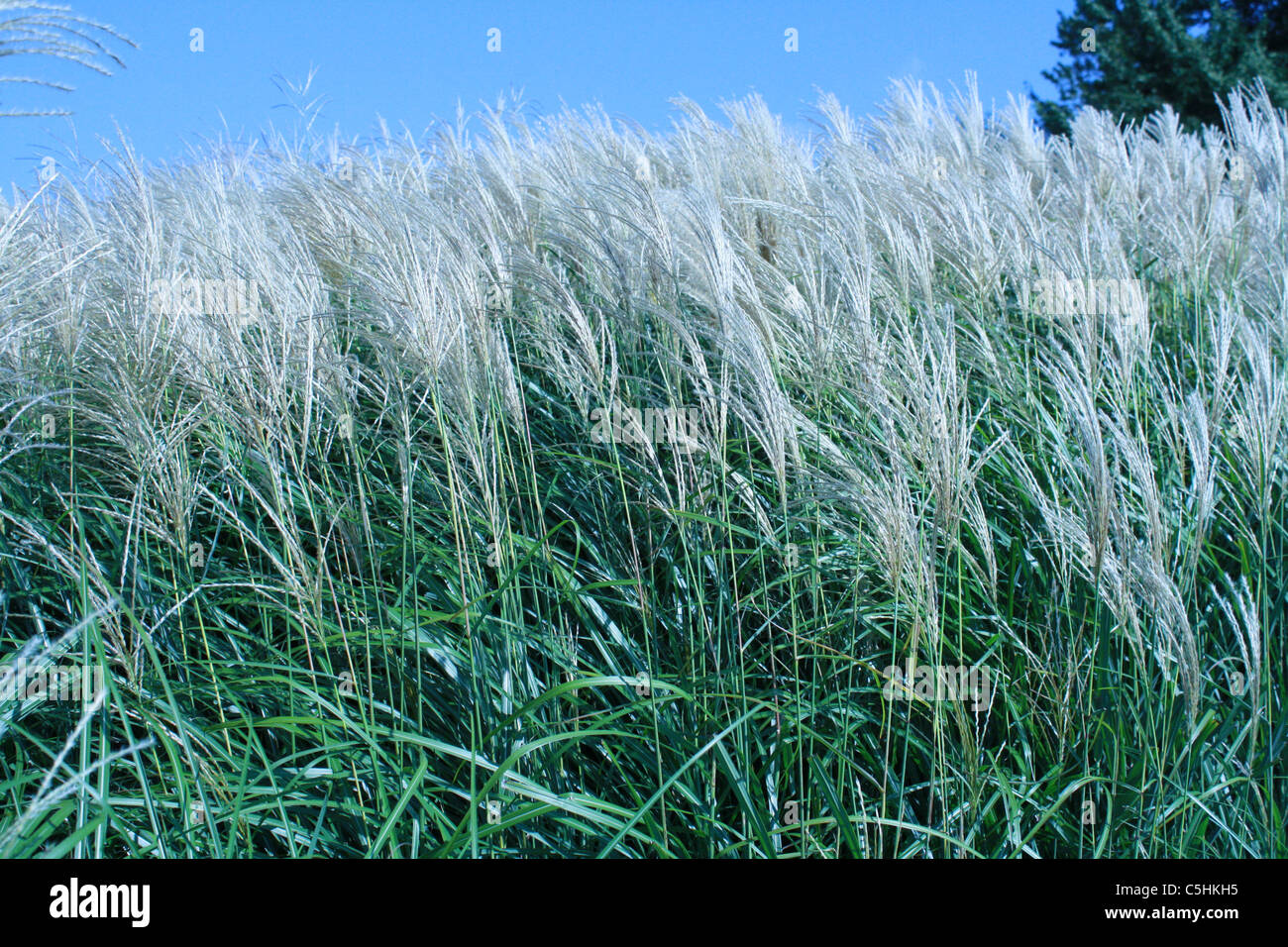Tall grass hi-res stock photography and images - Alamy