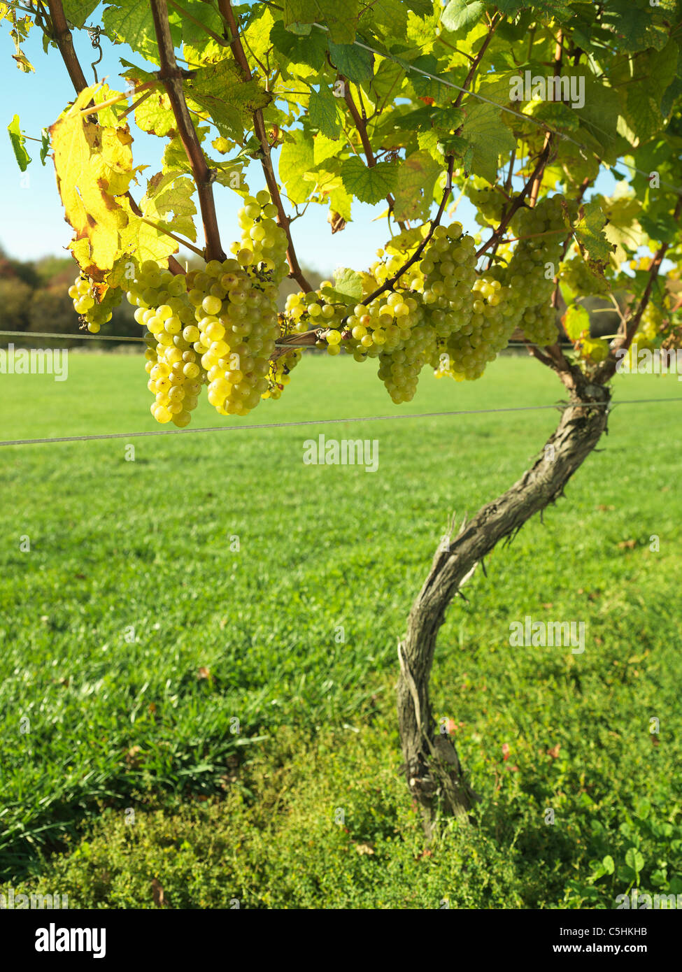 vines with grapes Stock Photo - Alamy