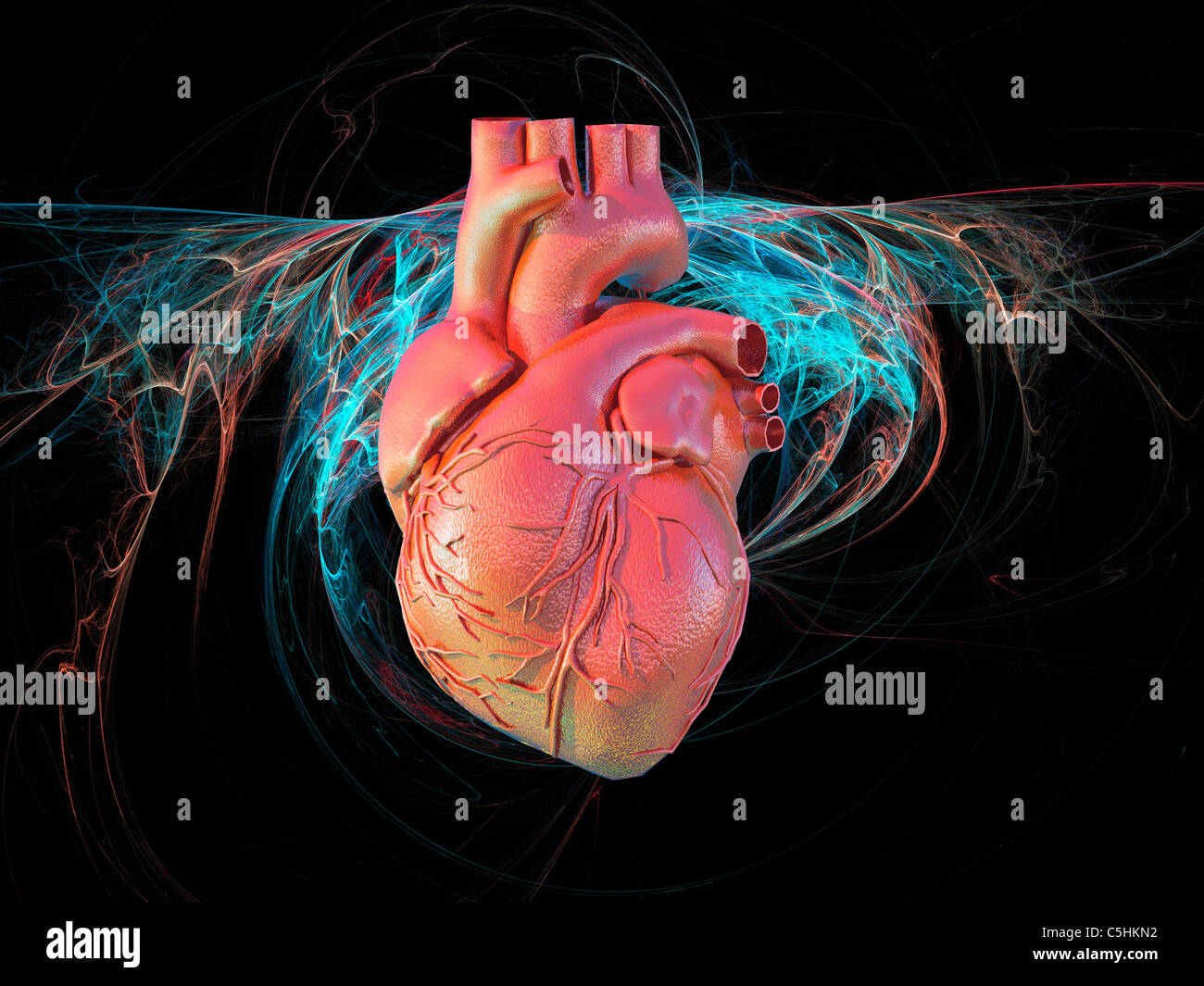 Human heart, artwork Stock Photo - Alamy