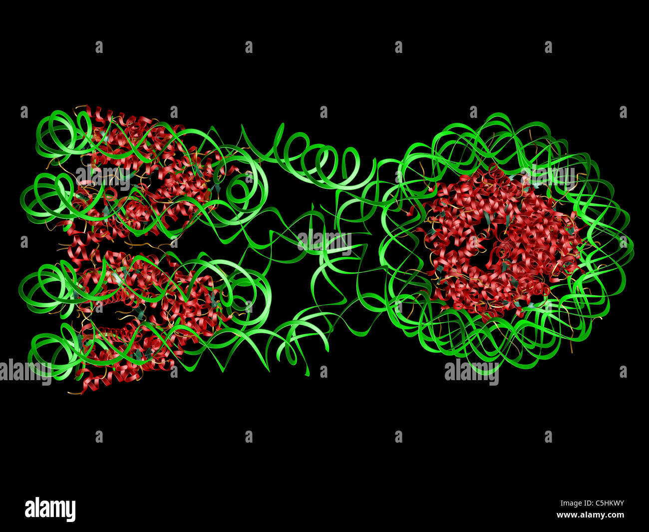 DNA nucleosomes, molecular model Stock Photo - Alamy