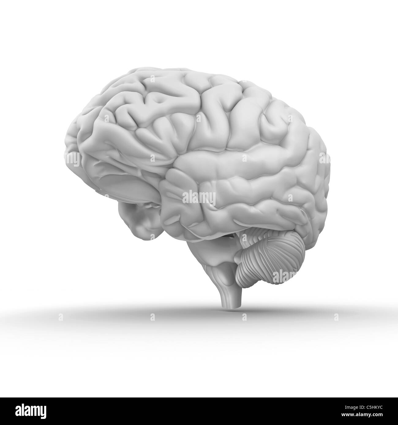 Drawing of the brain Black and White Stock Photos & Images - Alamy