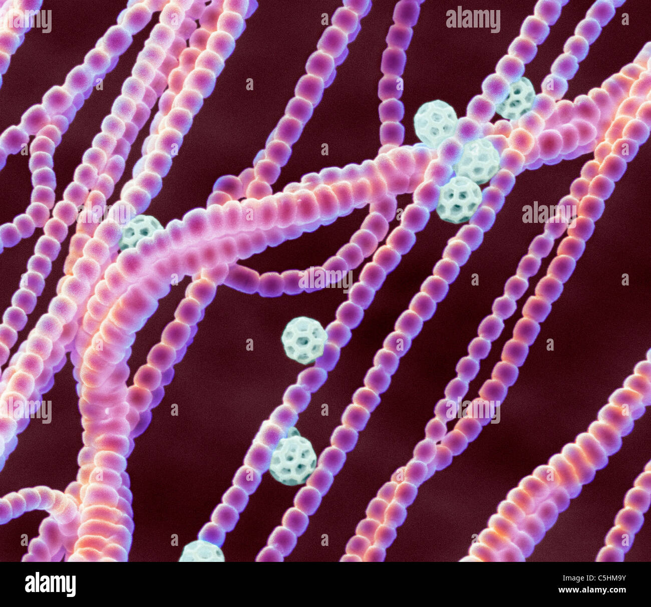 Cyanobacteria micrograph hi-res stock photography and images - Alamy