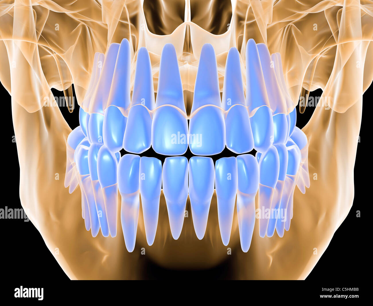 Human skull with teeth, computer artwork Stock Photo - Alamy
