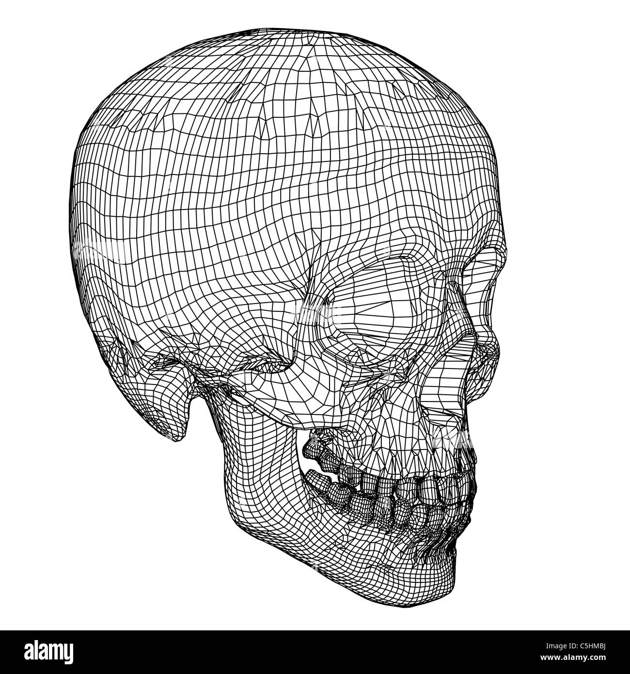 Human head and wire frame hi-res stock photography and images - Alamy